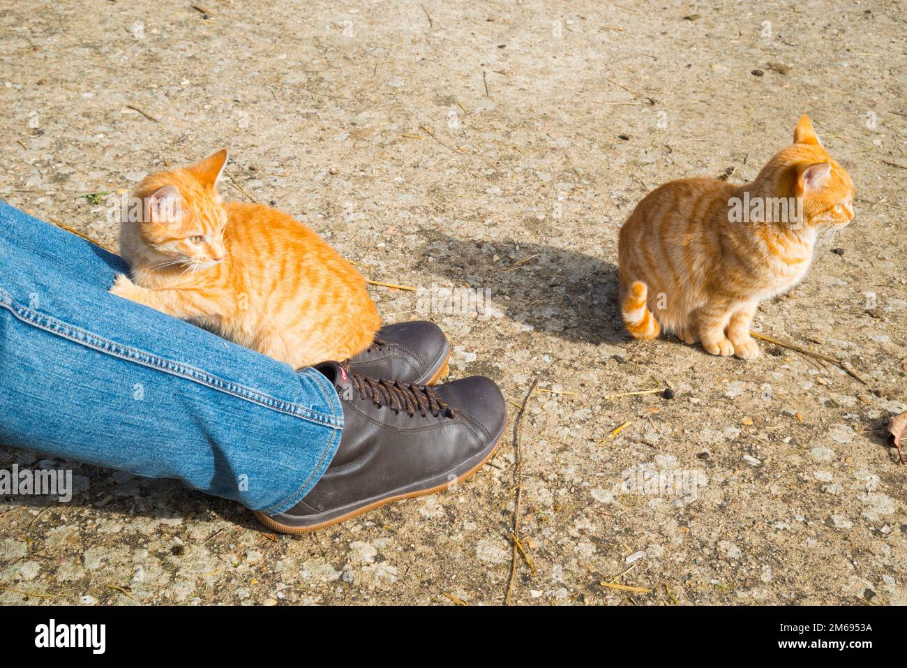 Two tabby kittens with a man Stock Photo - Alamy