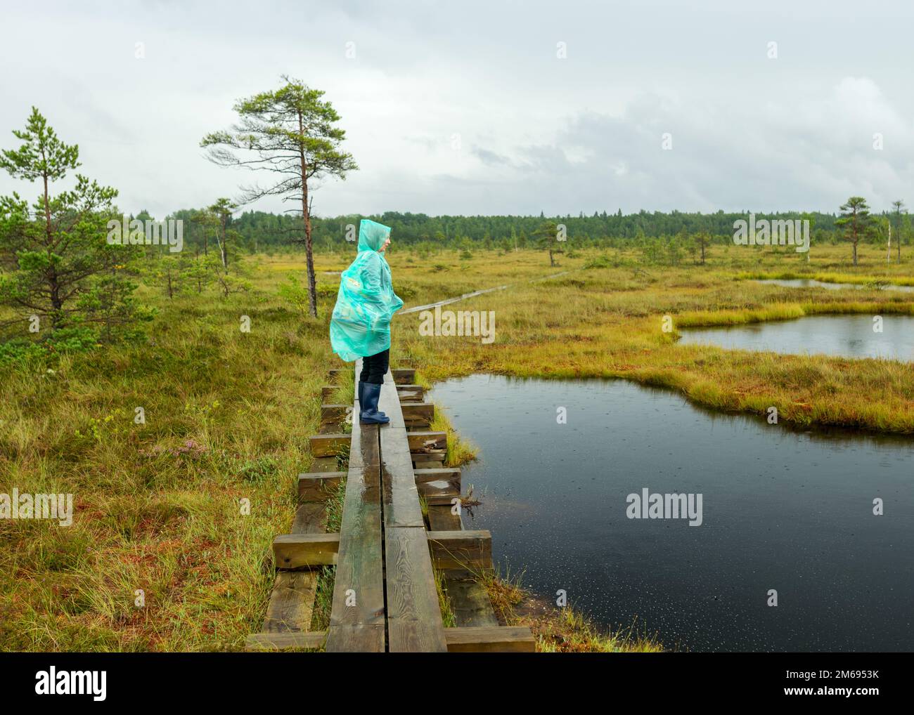 rainy day, rainy background, traditional bog landscape, wet wooden ...