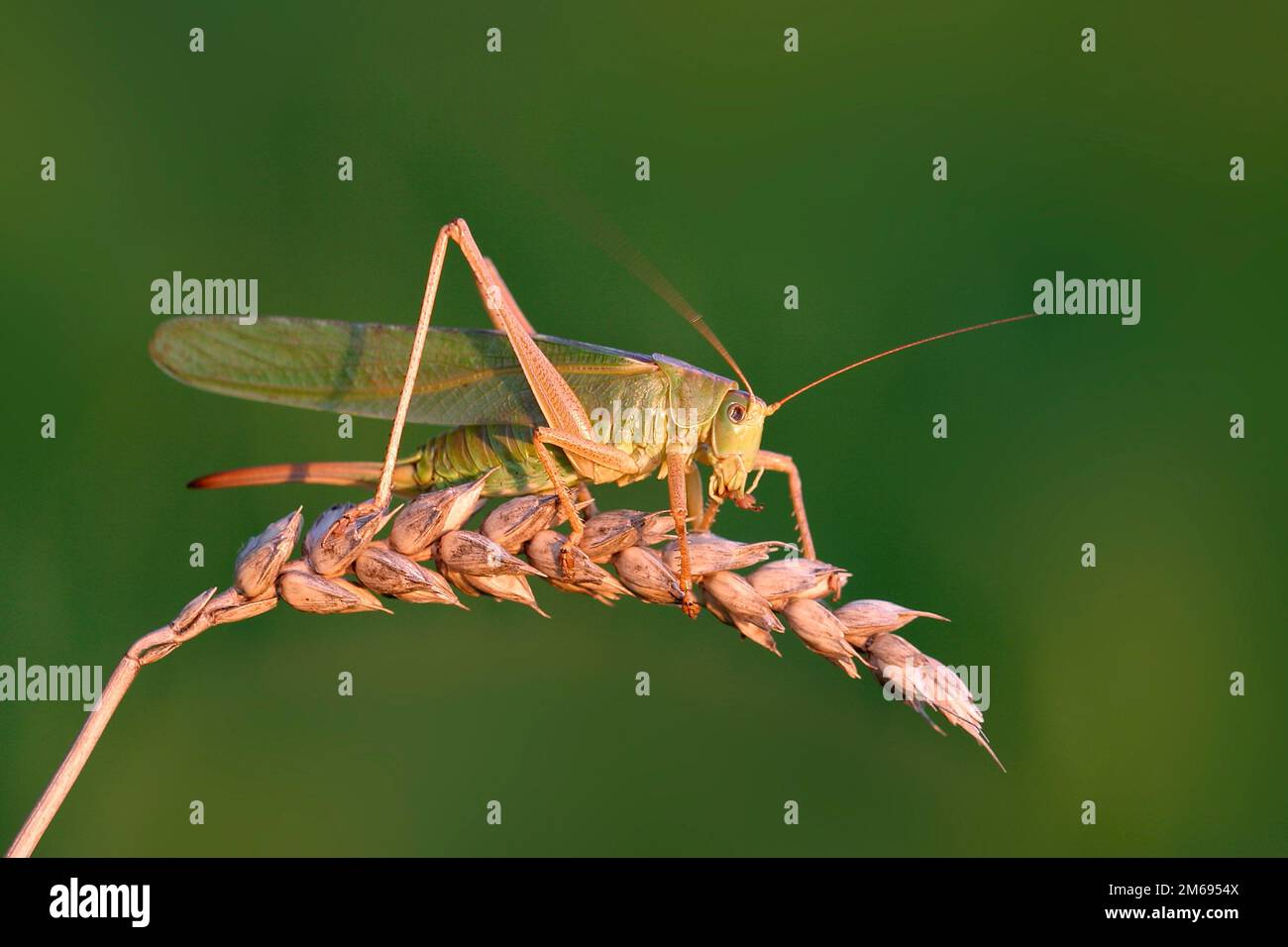 Horse with wing hi-res stock photography and images - Alamy