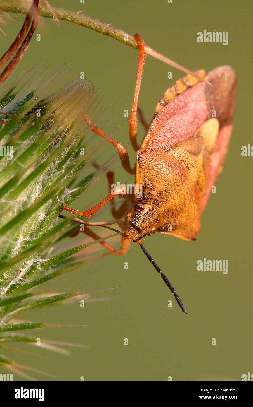 Rufous-legged tree bug Stock Photo - Alamy