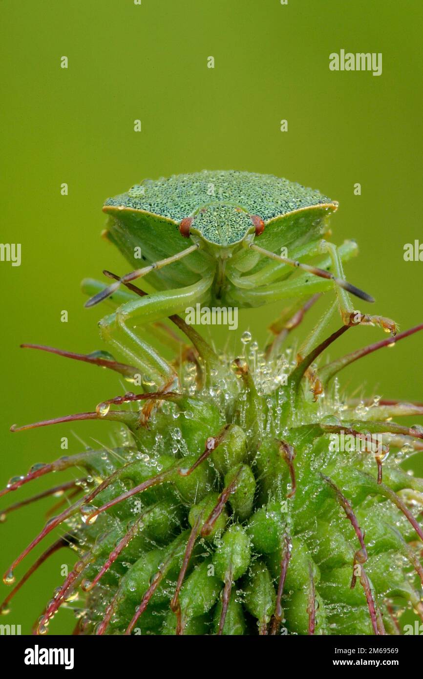 Green stink bug Stock Photo - Alamy