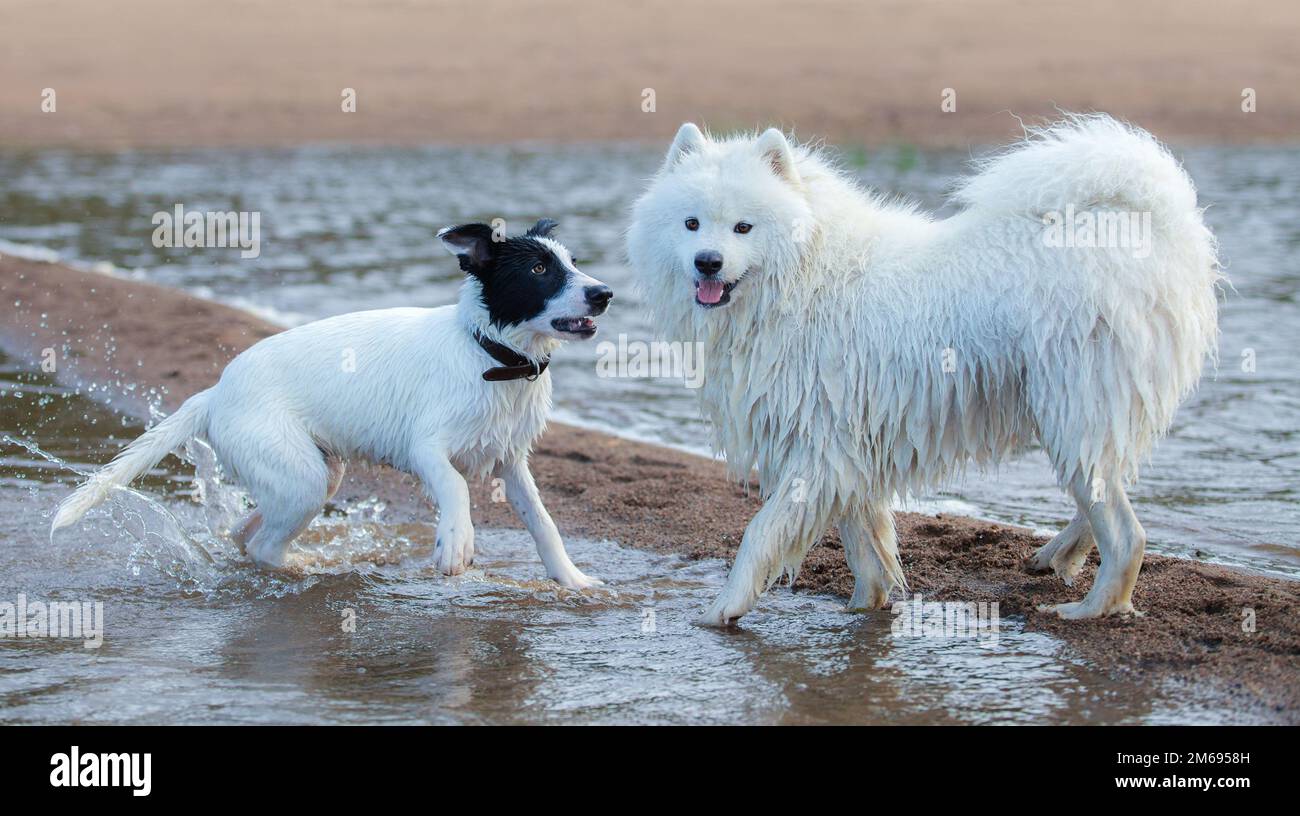 Group of dogs of different breeds playing on the seashore. Multicolored ...