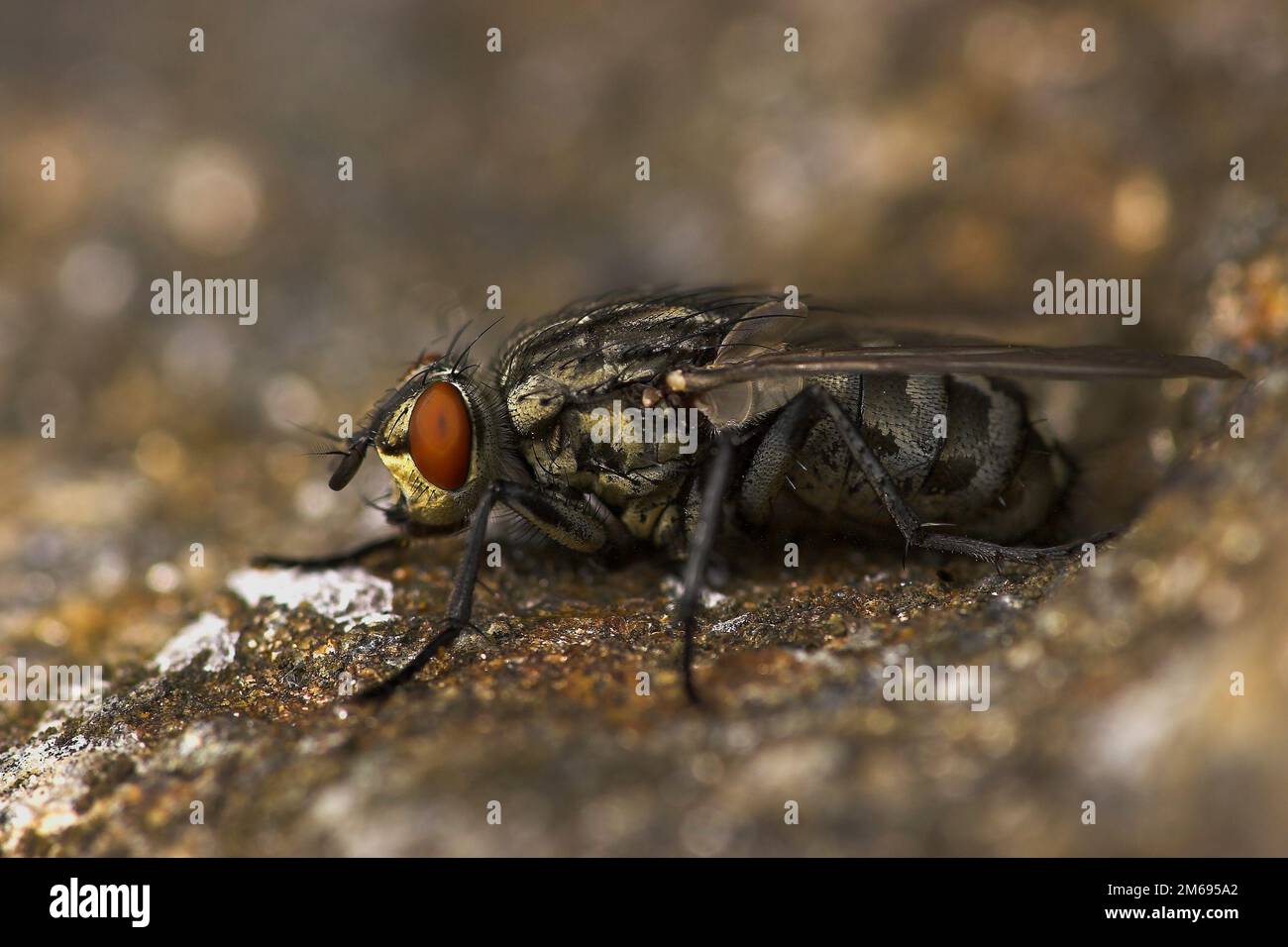 Staunzen hi-res stock photography and images - Alamy