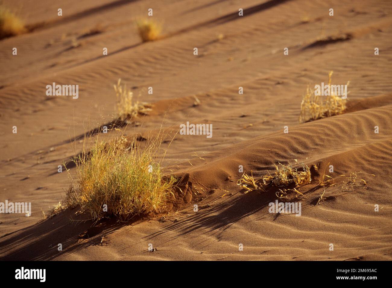 Sand structure hi-res stock photography and images - Alamy