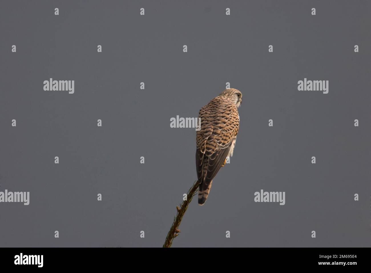 Eurasian kestrel female hi-res stock photography and images - Alamy