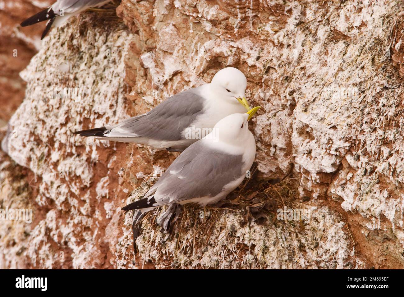 Amoeba hi-res stock photography and images - Alamy