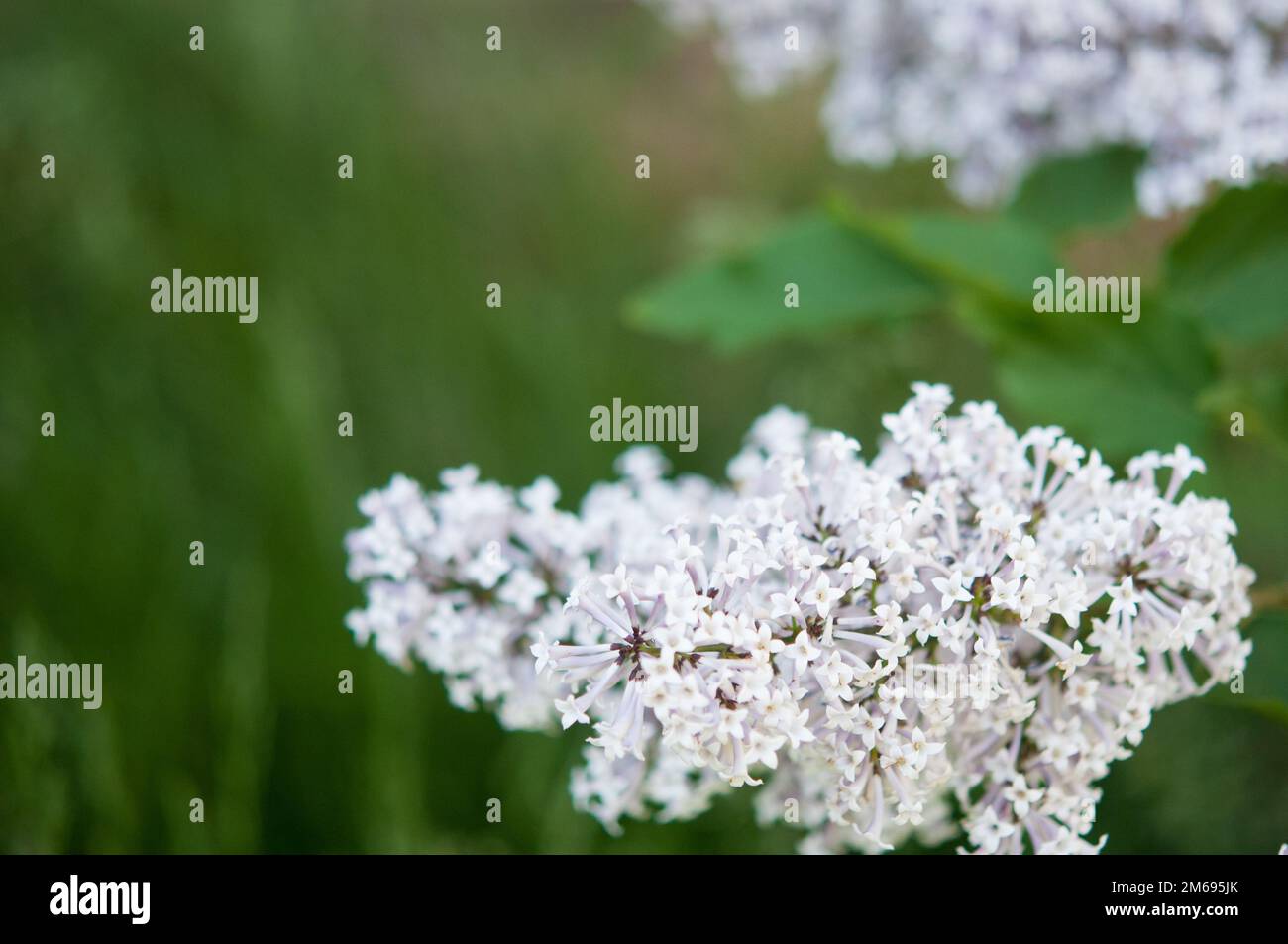Flower cluster and its parts hi-res stock photography and images - Alamy