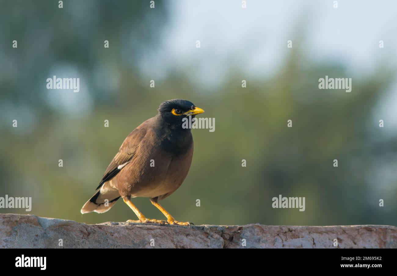 Close up image of a common myna bird sitting in a house with blurred ...