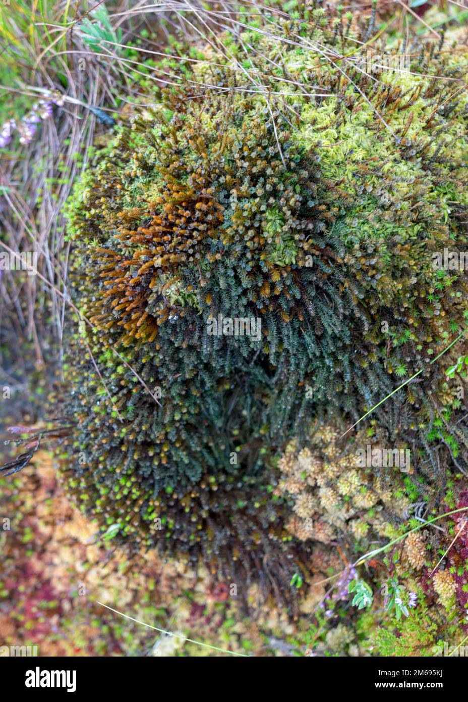 abstract bog moss, lichen and grass texture, bog vegetation, suitable ...
