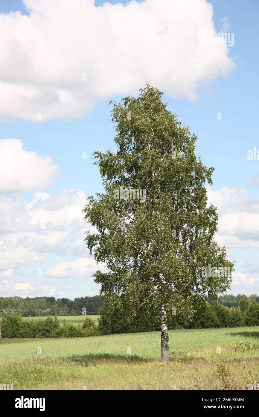 Russian birch hi-res stock photography and images - Alamy