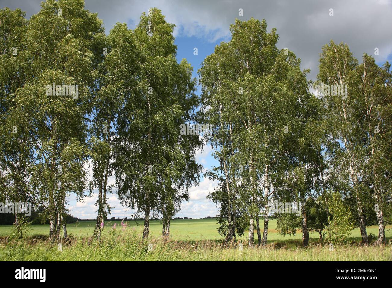 Russian birch hi-res stock photography and images - Alamy