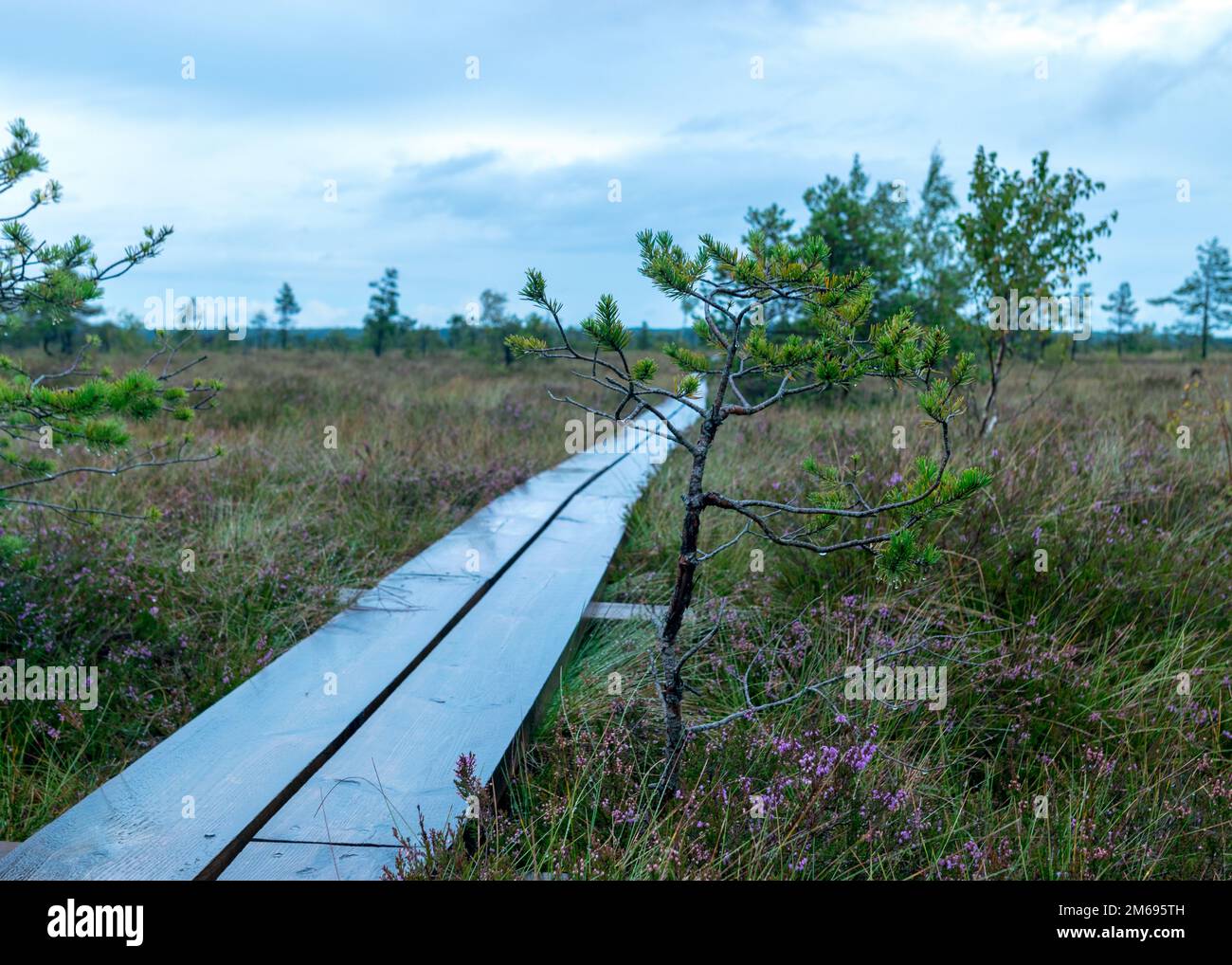 rainy day, rainy background, traditional bog landscape, wet wooden ...
