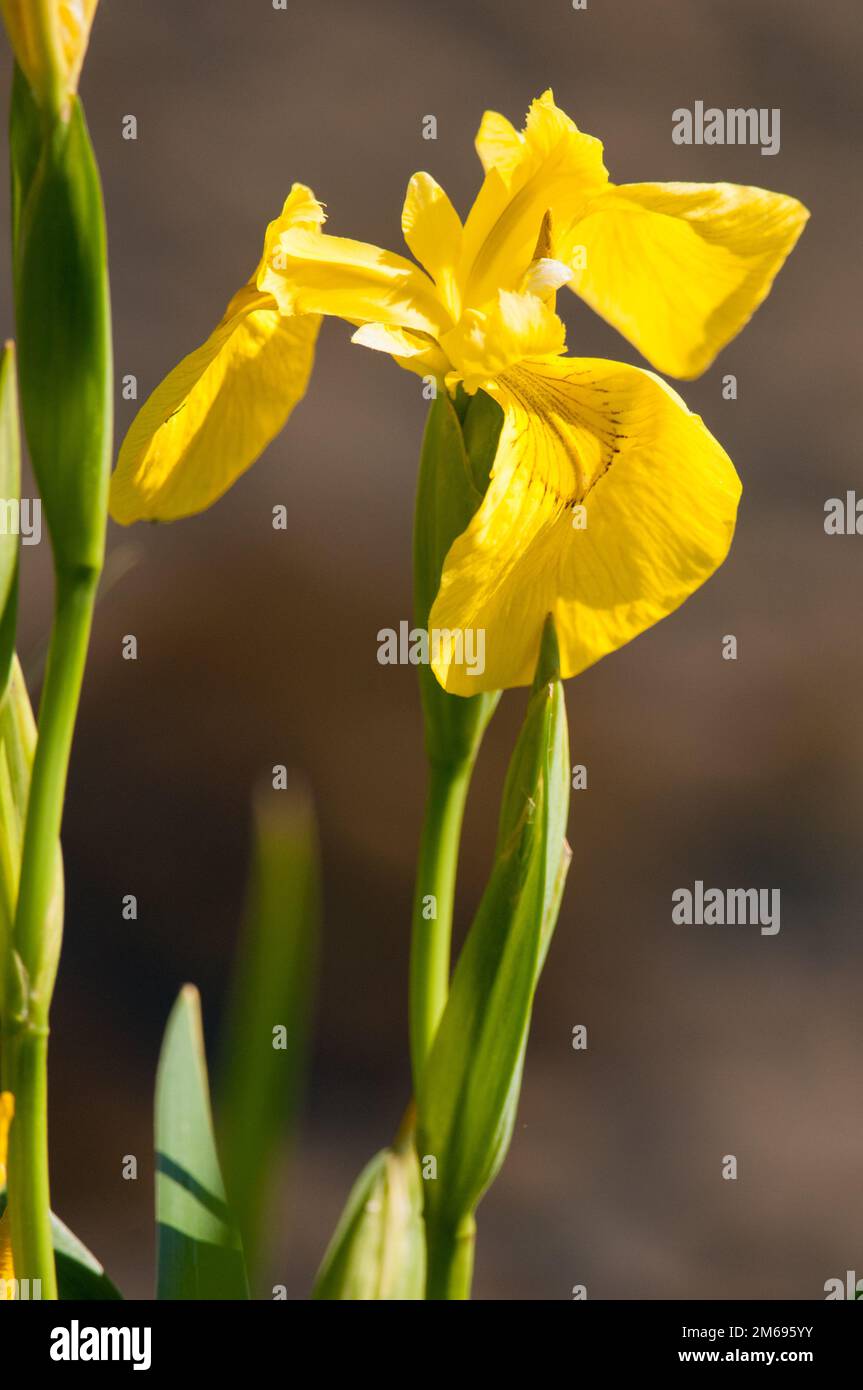 Yellow iris flower growing along Keuka Lake in June Stock Photo - Alamy