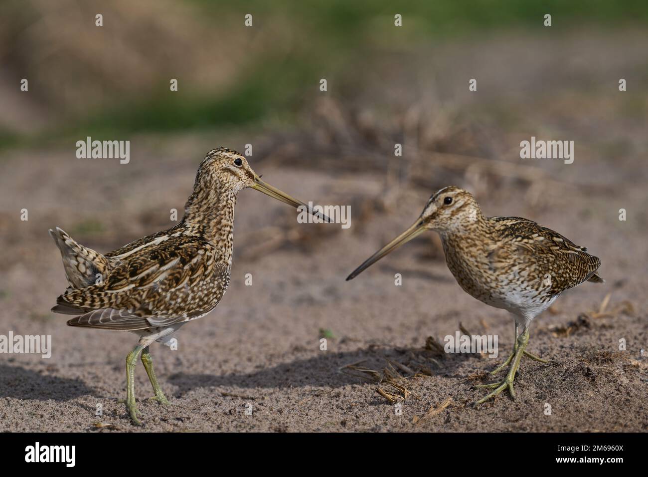 Magellanic Snipe (Gallinago paraguaiae magellanica) interacting during ...