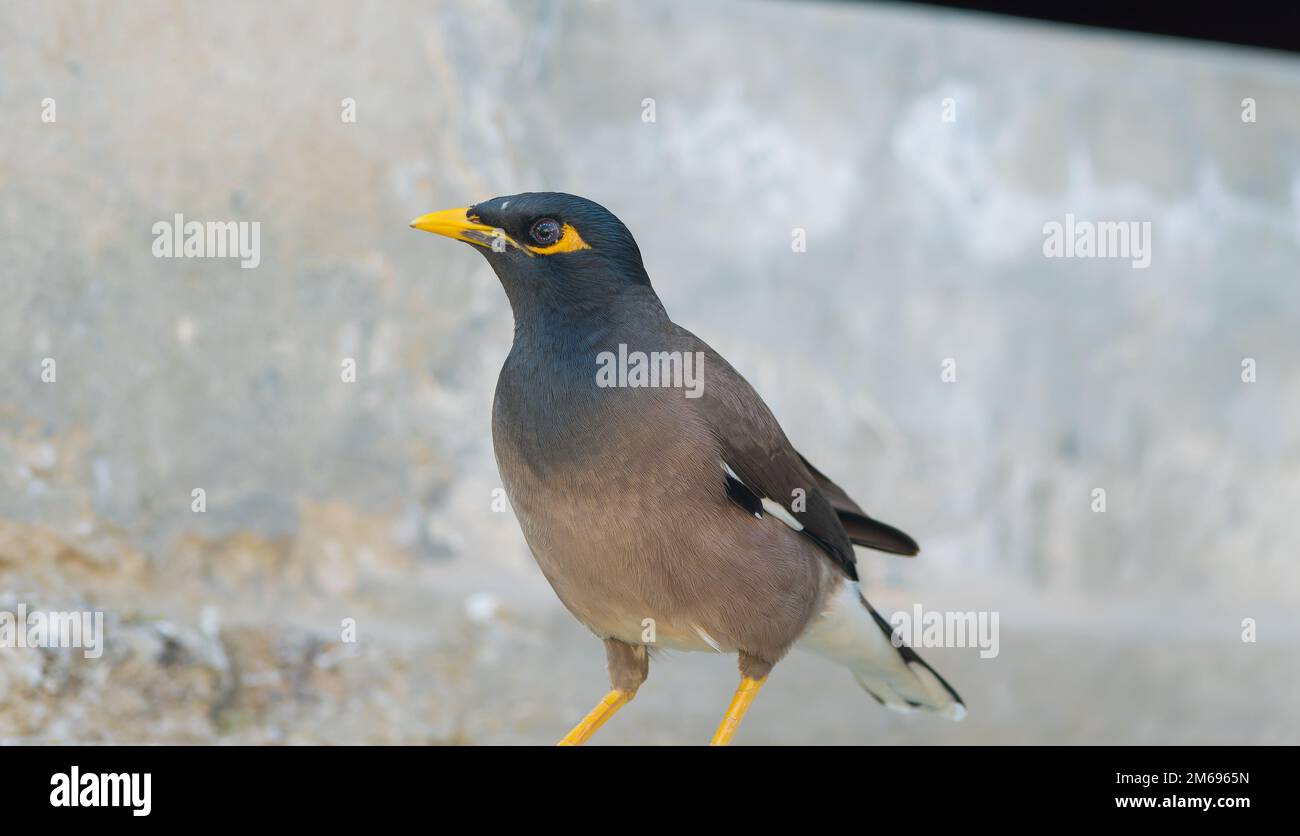 Myna bird hi-res stock photography and images - Alamy