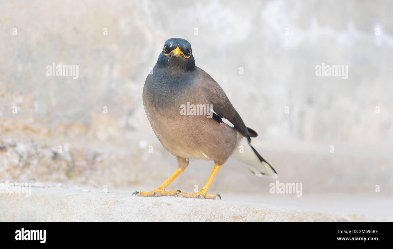 Myna bird hi-res stock photography and images - Alamy