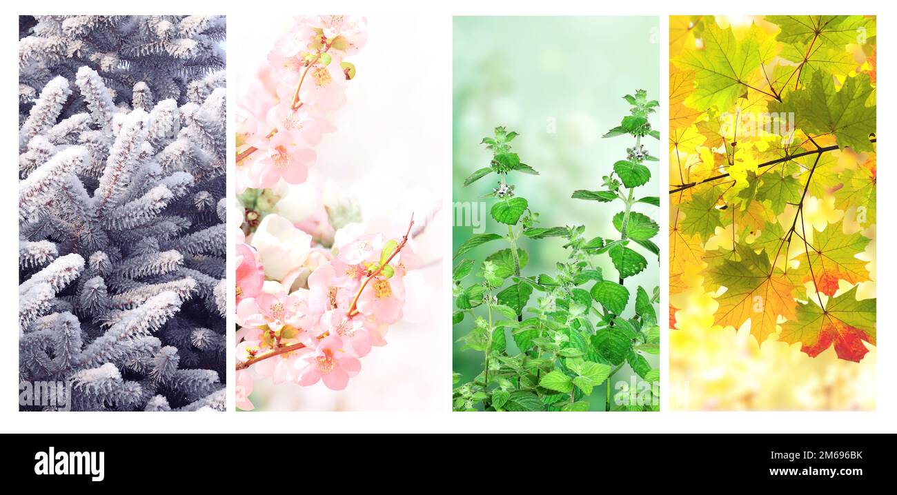 Four seasons of year. Set of vertical nature banners with winter, spring, summer and autumn ...