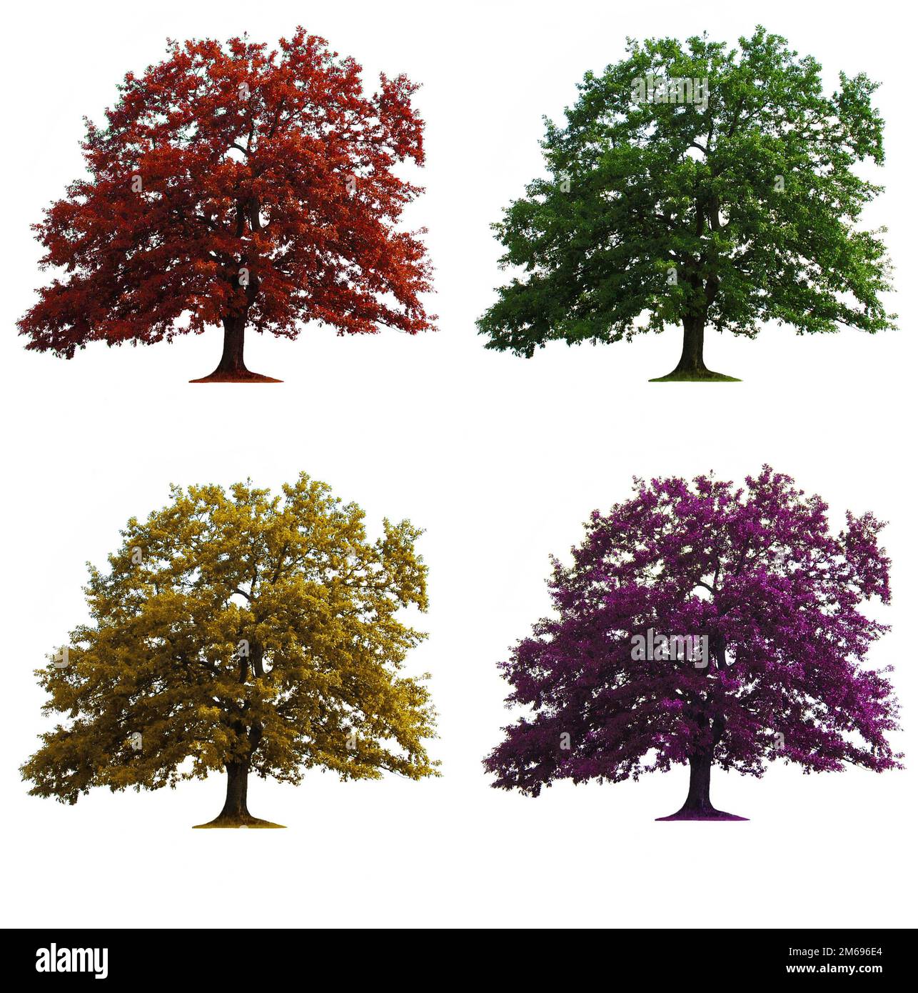 Four oak trees isolated Stock Photo - Alamy