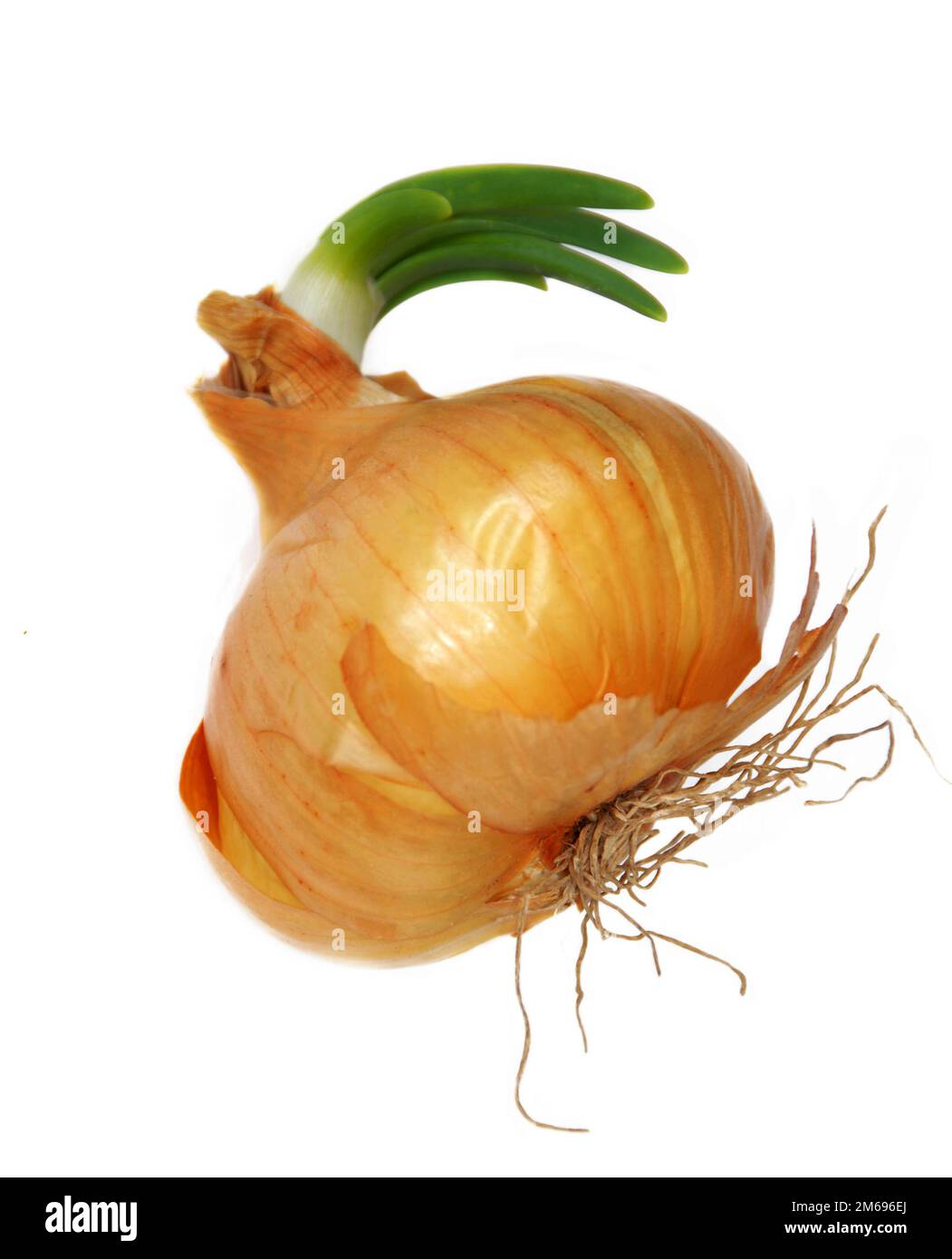 Onion bulb shoot hi-res stock photography and images - Alamy