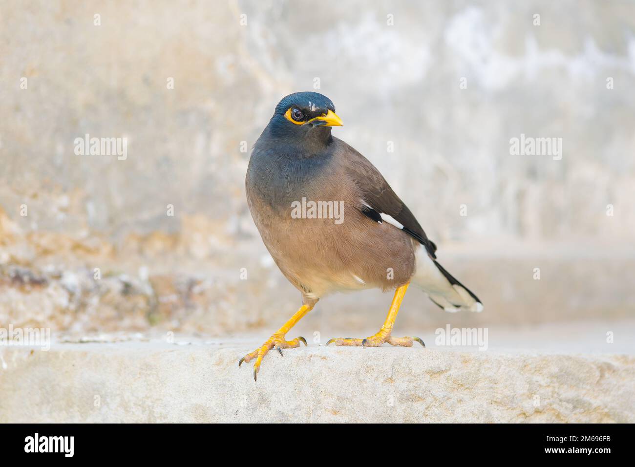 Close up image of a common myna bird sitting in a house with blurred ...