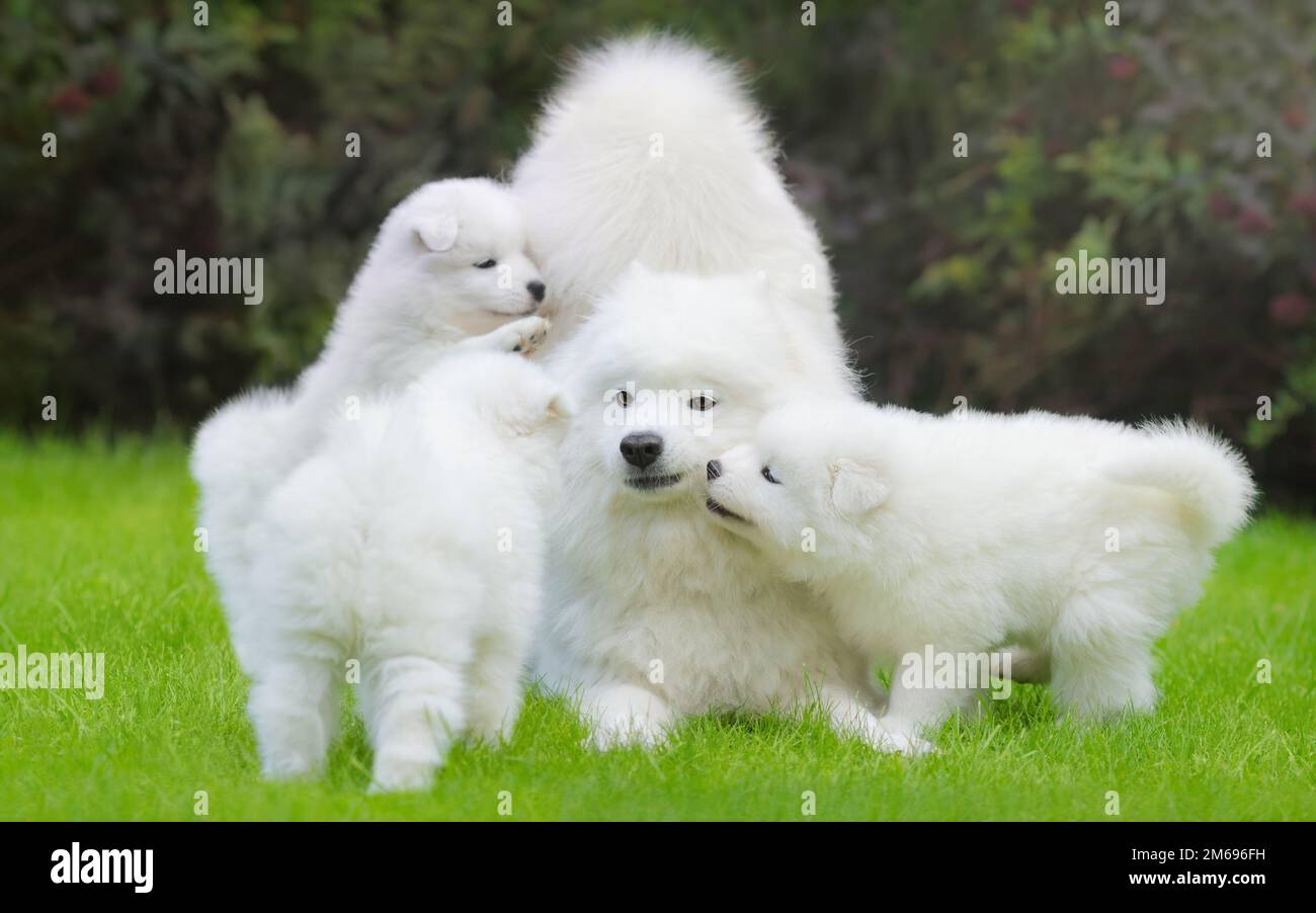 Female Samoyed dog with puppies playful on grass Stock Photo - Alamy
