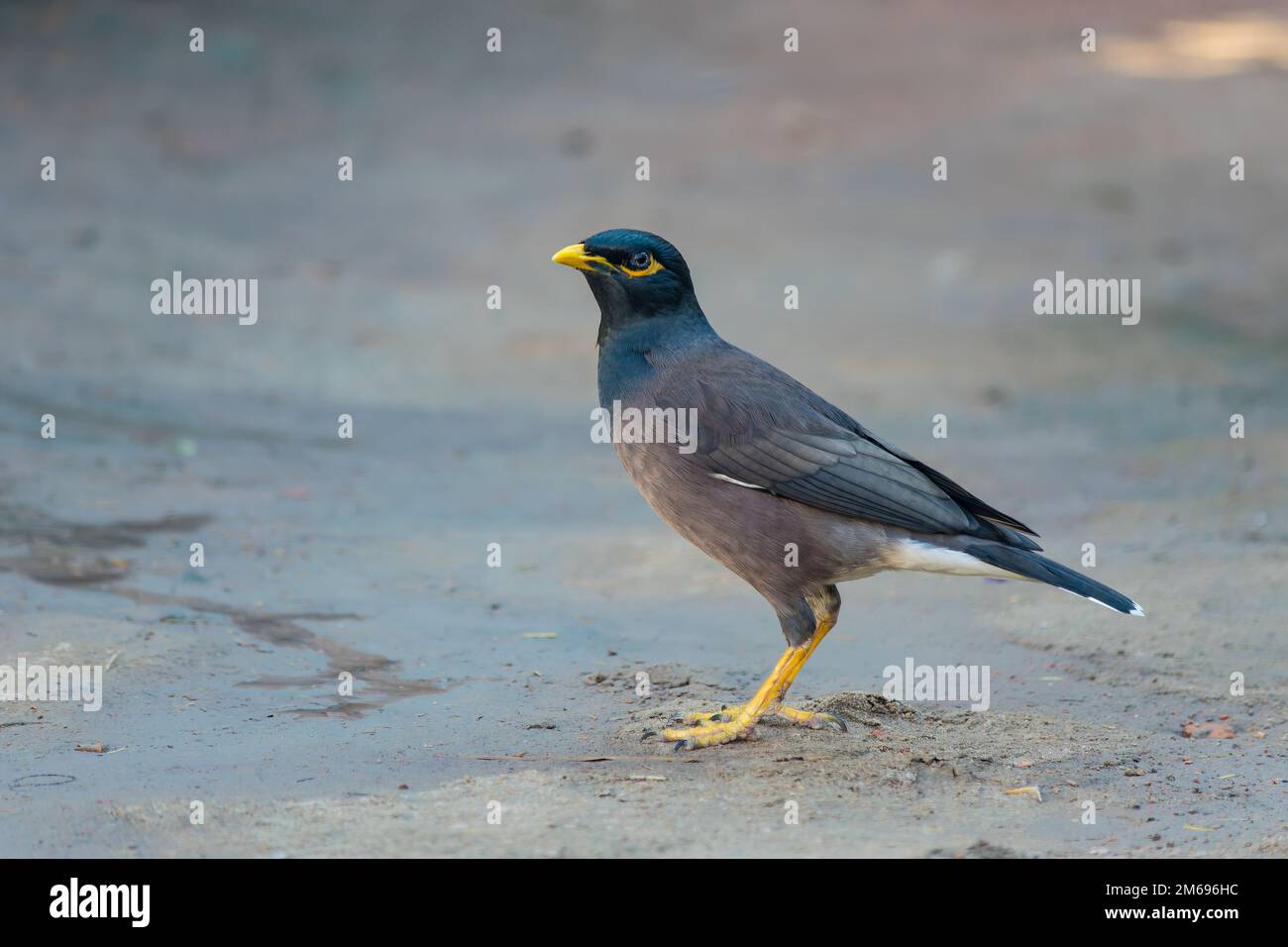 Close up image of a common myna bird sitting in a house with blurred ...