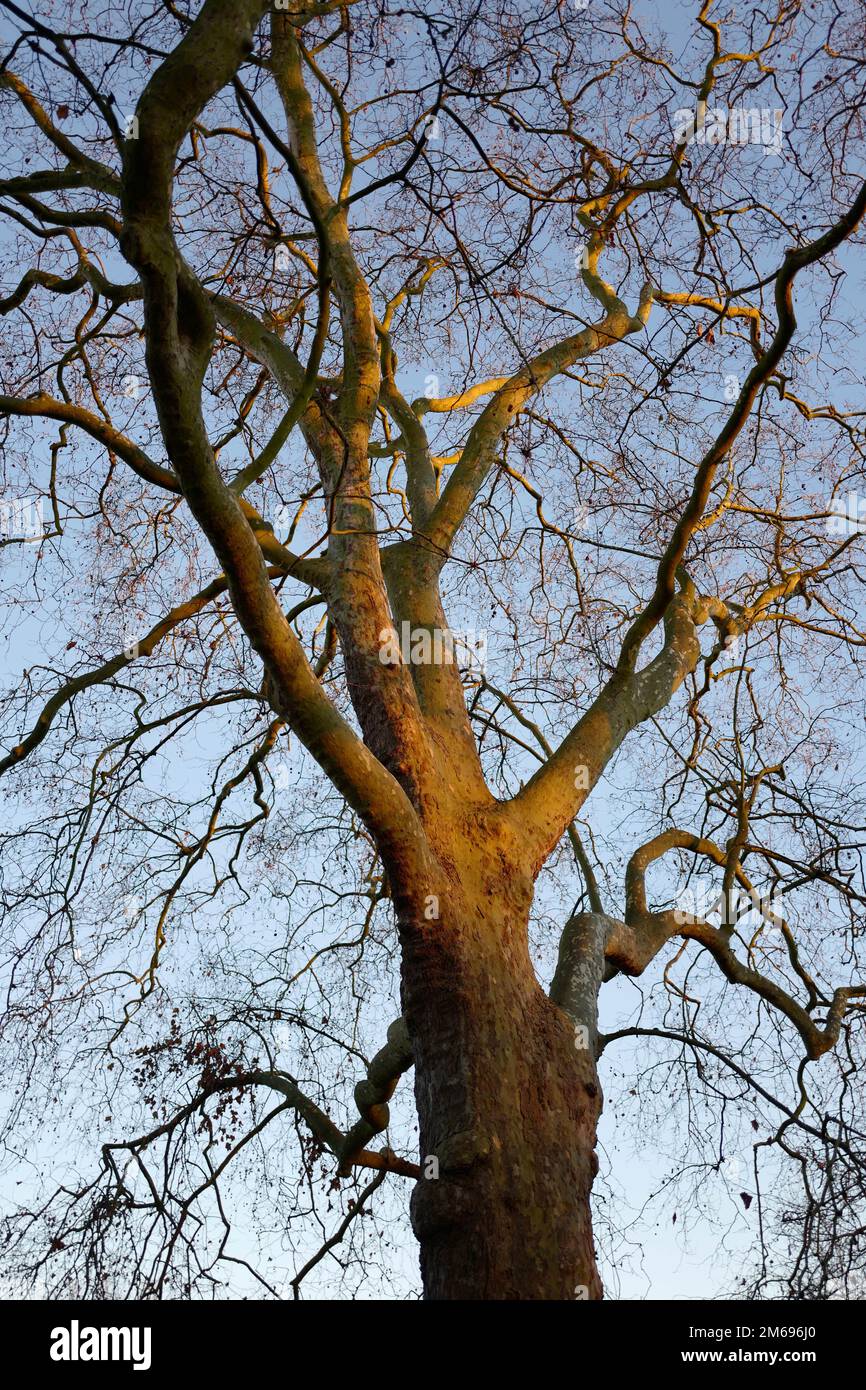 tree during the golden hour Stock Photo - Alamy