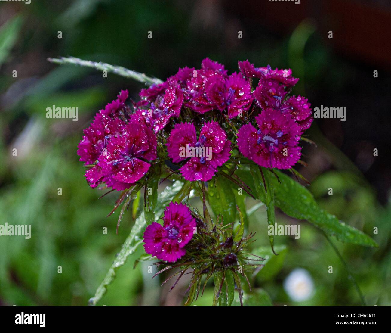 Chinese pink dianthus chinensis hi-res stock photography and images - Alamy
