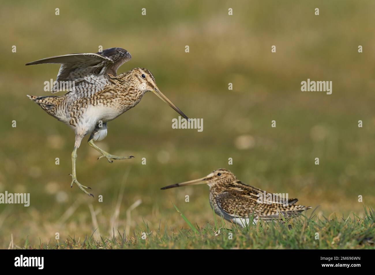 Magellanic Snipe (Gallinago paraguaiae magellanica) interacting during ...