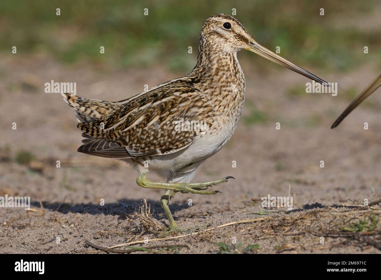 Magellanic Snipe (Gallinago paraguaiae magellanica) interacting during ...