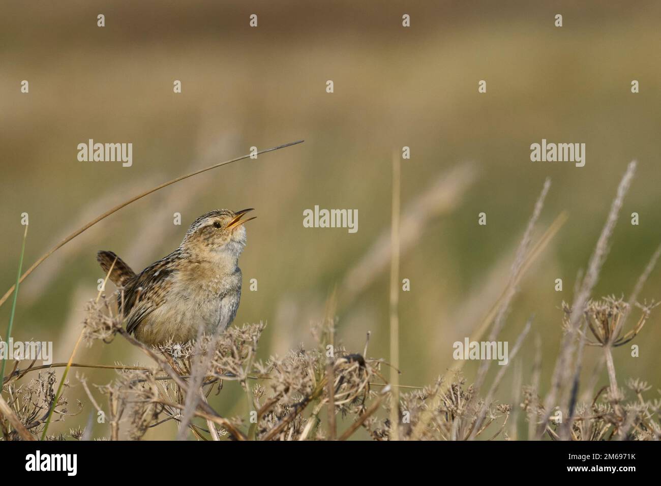 Grass Wren (Cistothorus platensis falklandicus) calling on the coast of ...