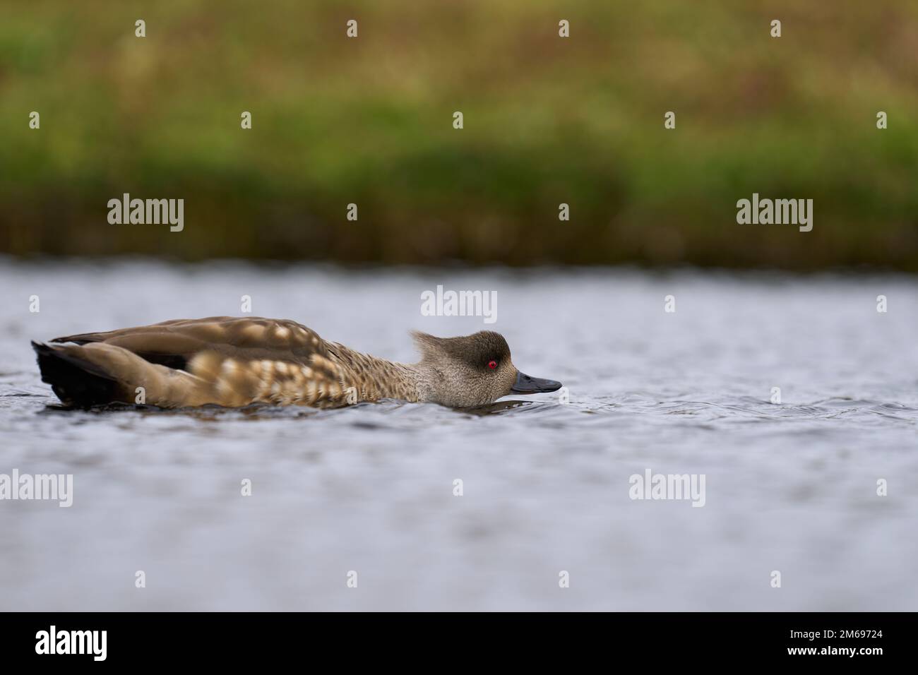 Crested Duck (Lophonetta specularioides specularioides) displaying in a ...