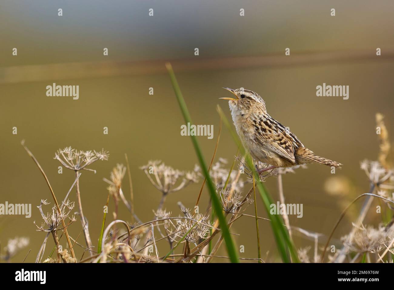 Grass Wren (Cistothorus platensis falklandicus) calling on the coast of ...