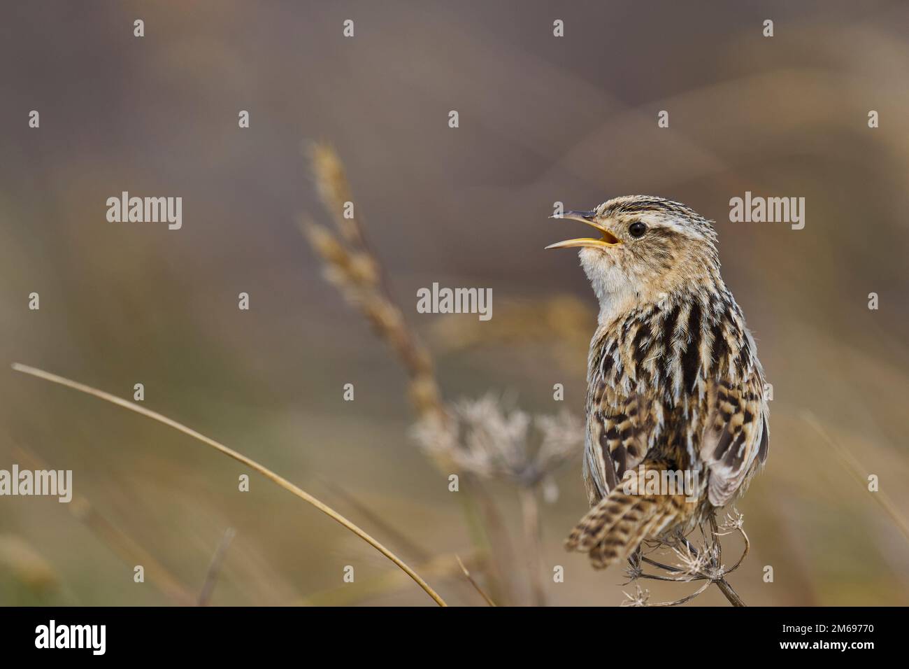 Grass Wren (Cistothorus platensis falklandicus) calling on the coast of ...