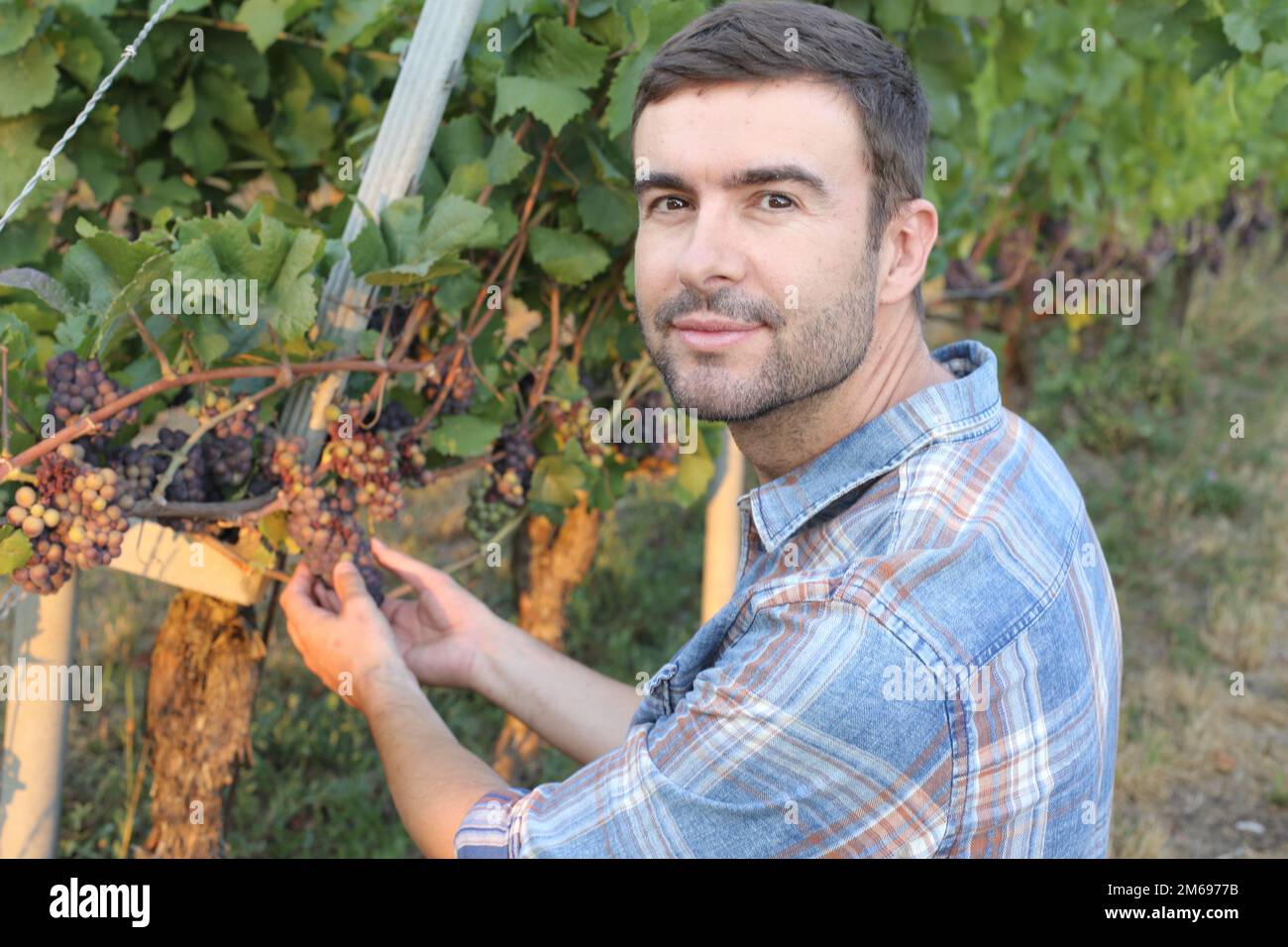 Farmer in his successful vineyard Stock Photo - Alamy