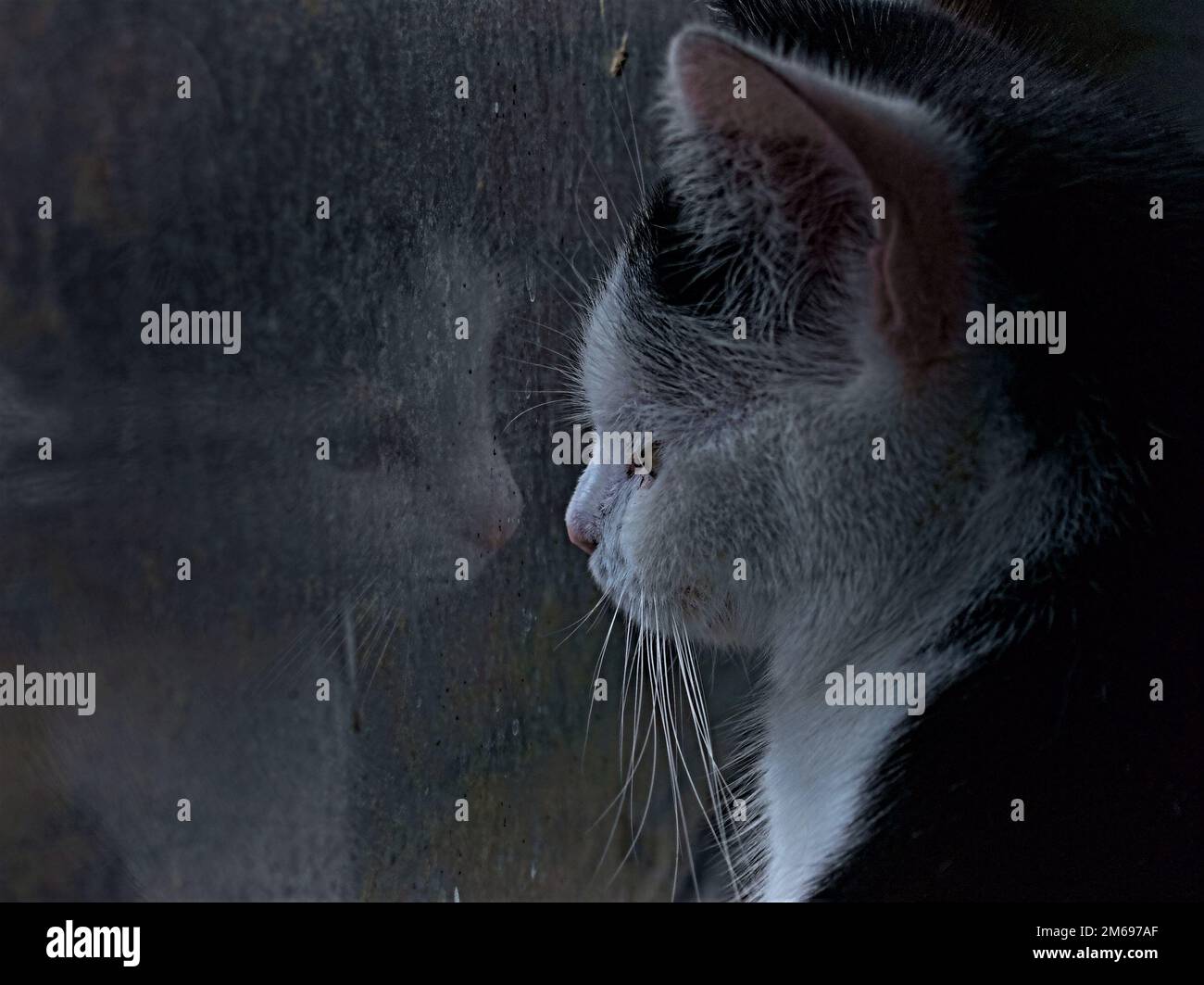 Cat looking into a mirror hi-res stock photography and images - Alamy