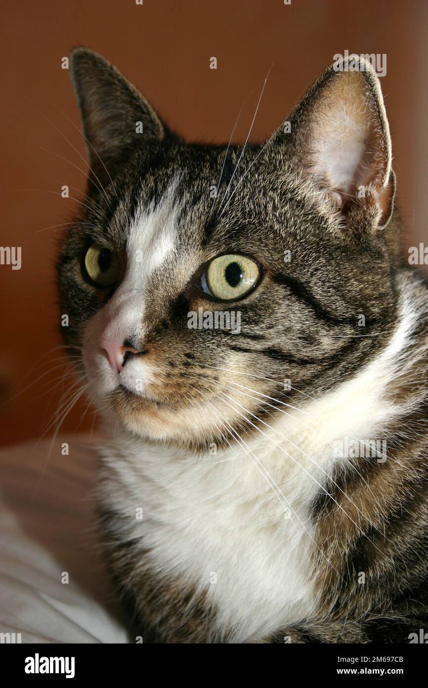 Tomcats hi-res stock photography and images - Alamy