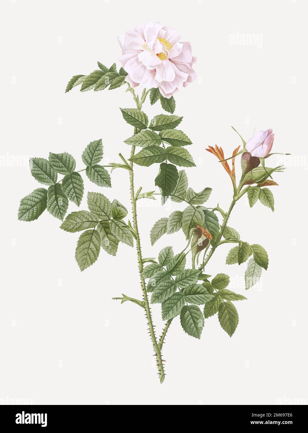 Vintage pale pink flower vector Stock Vector Image & Art - Alamy