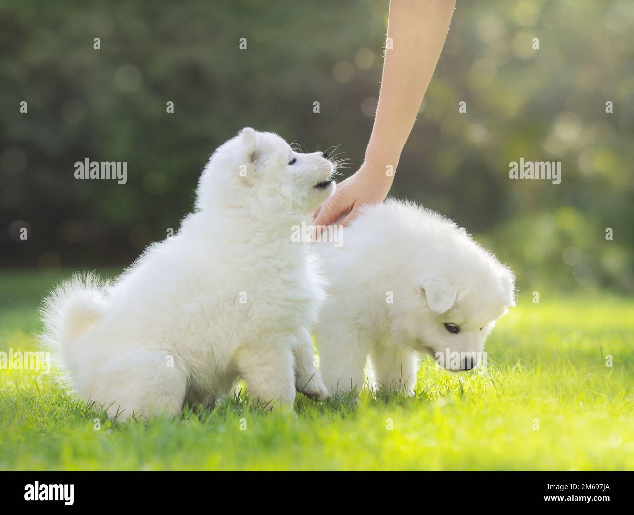 Puppy hand two hi-res stock photography and images - Alamy
