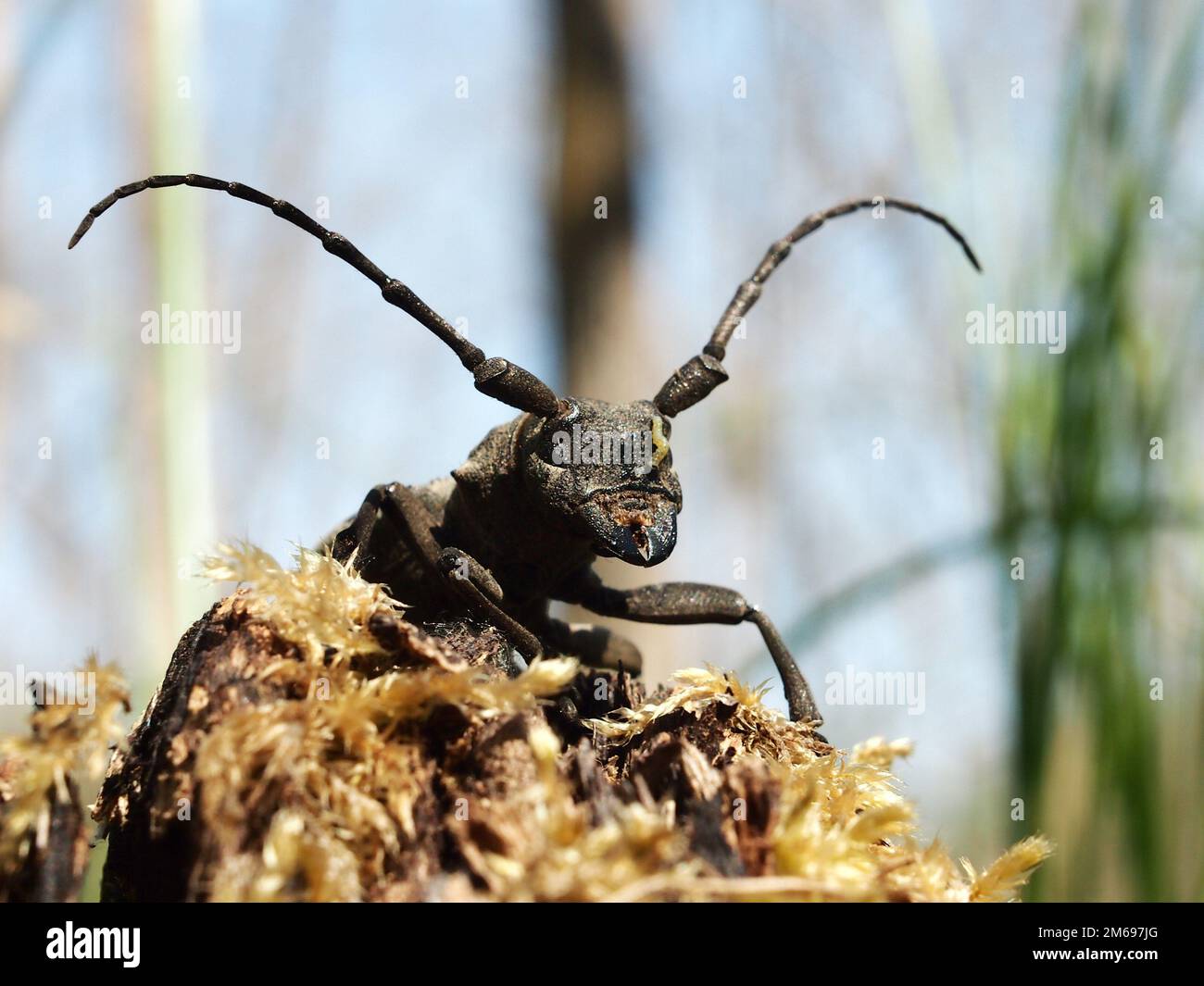 Another trunk hi-res stock photography and images - Alamy