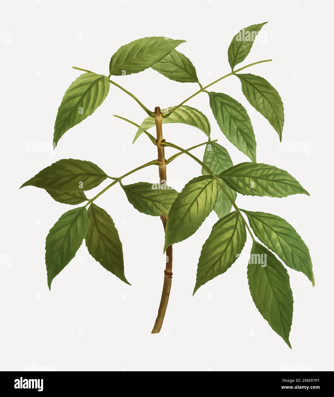 Vintage American ash branch plant vector Stock Vector Image & Art - Alamy