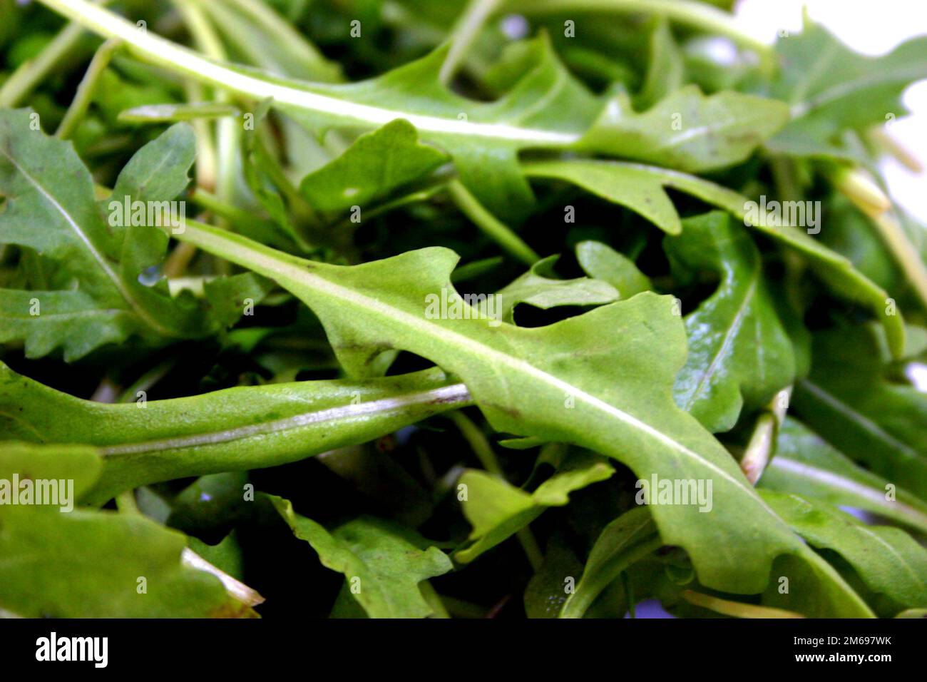 Rúcula hi-res stock photography and images - Alamy