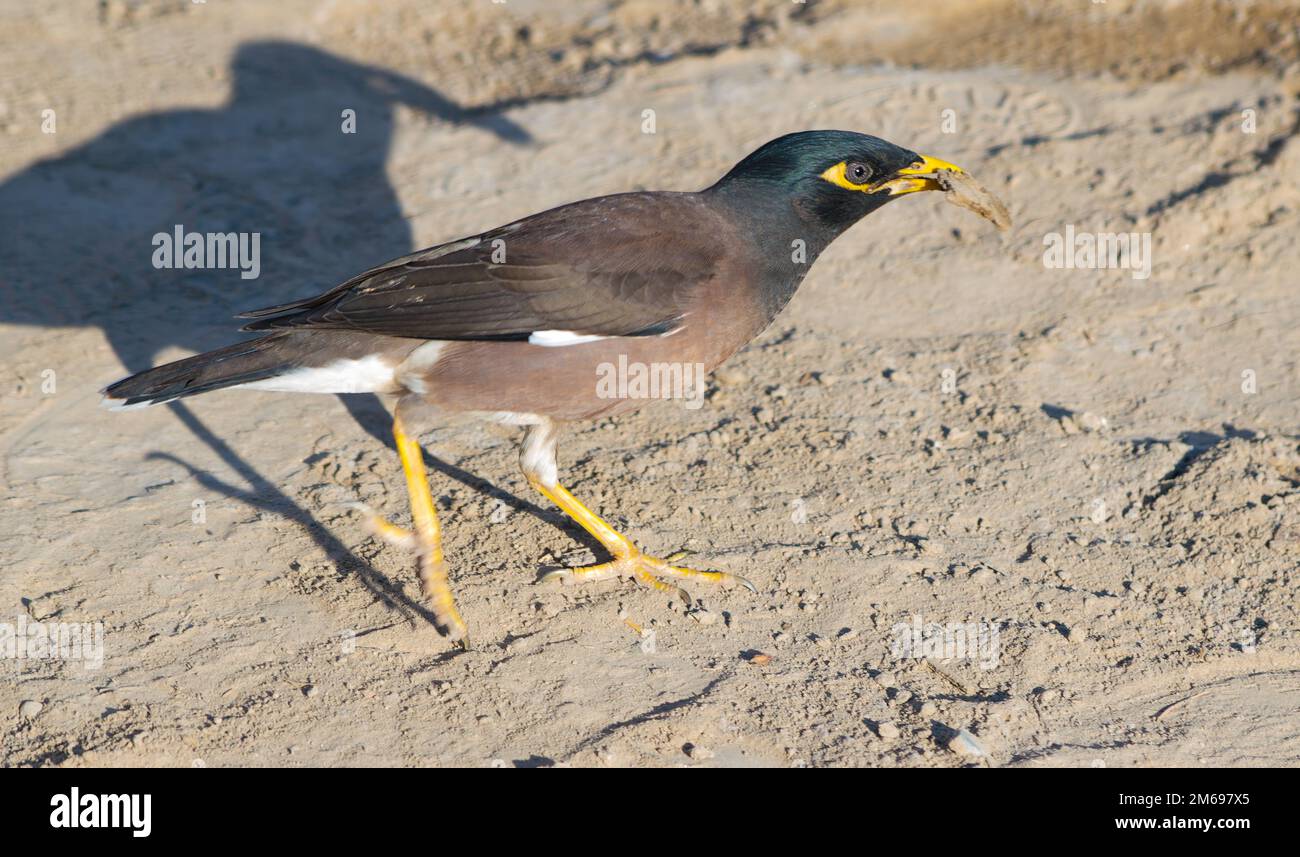Close up image of a common myna bird sitting in a house with blurred ...