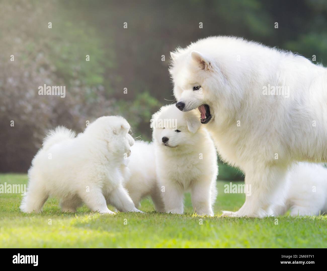 Female Samoyed dog with puppies are shining in light low sun Stock ...