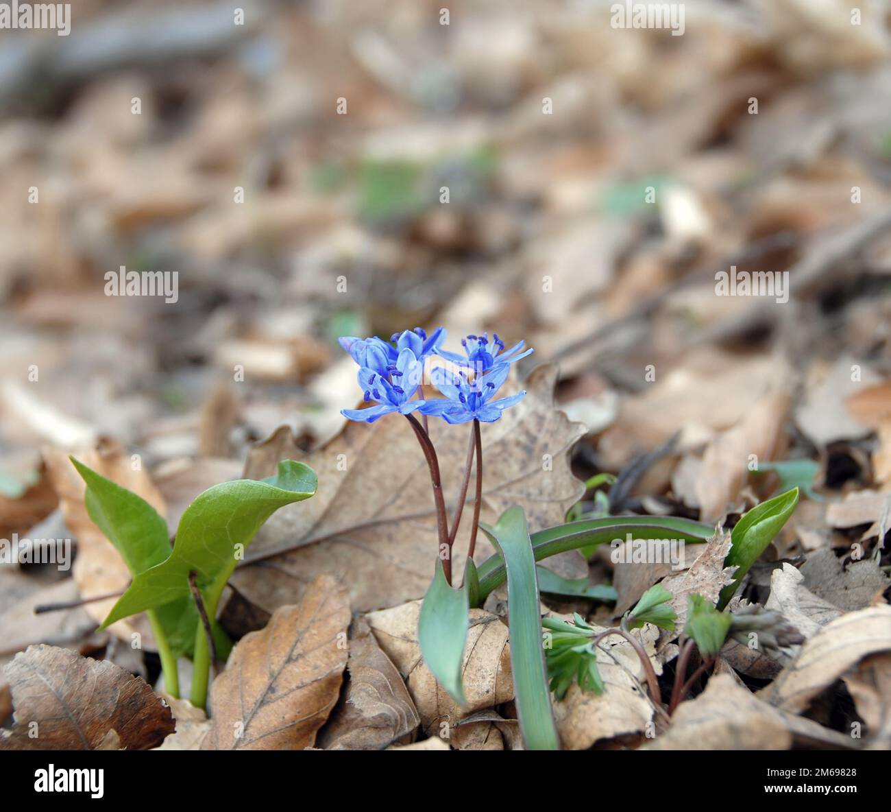 Blue spring flowers Stock Photo - Alamy