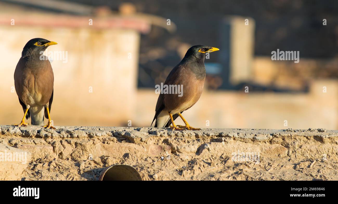 Close up image of a common myna bird sitting in a house with blurred ...