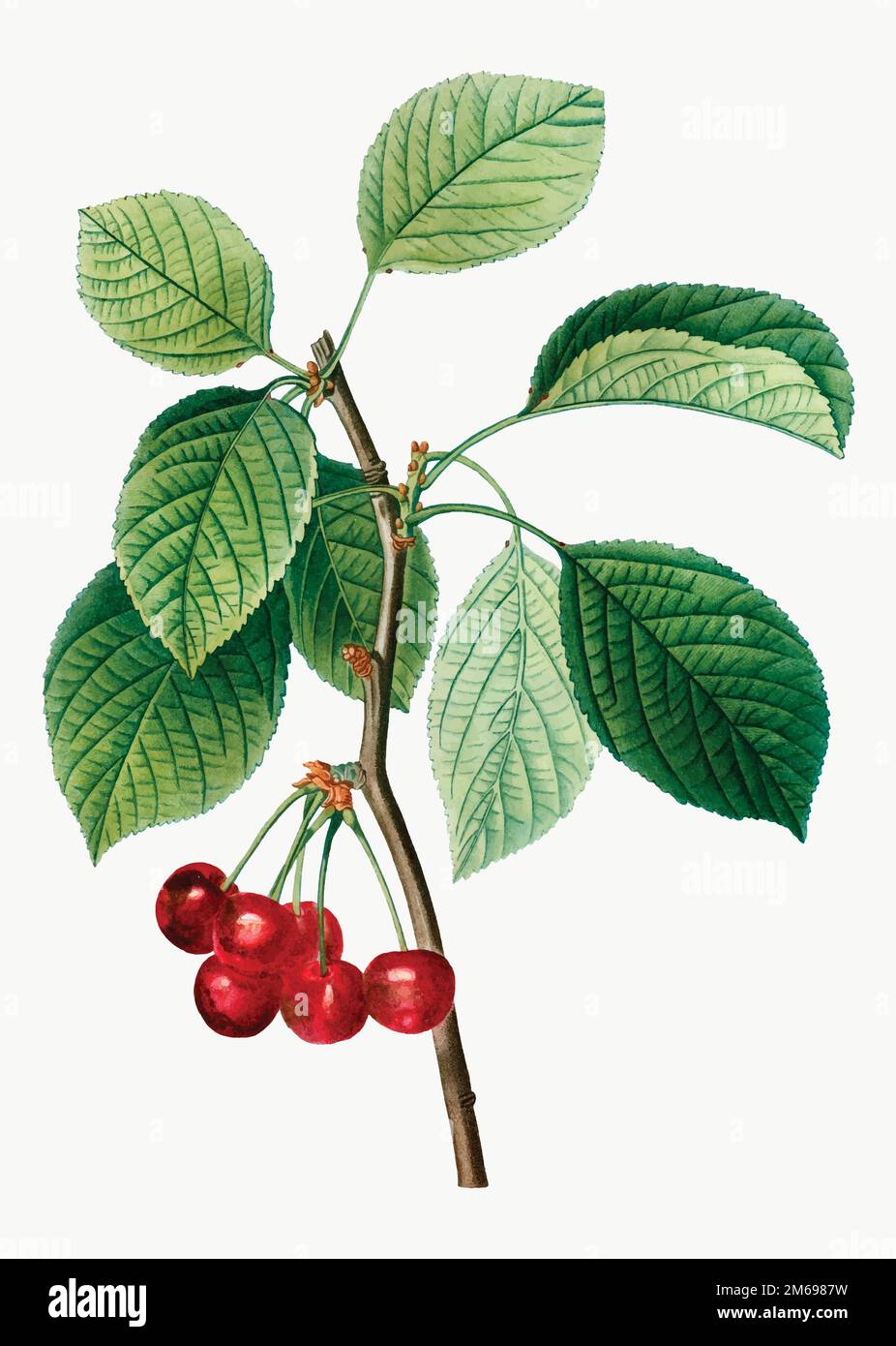 Botanical fruit tree illustration Stock Vector Images - Alamy