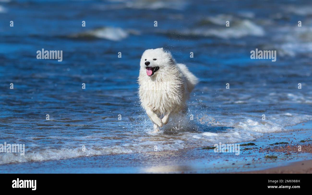 Samoyed dog running on sea beach. Full color summertime horizontal ...