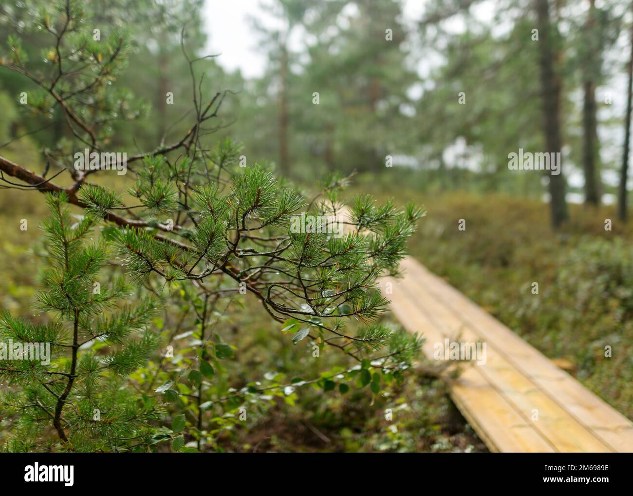 rainy day, rainy background, traditional bog landscape, wet wooden ...