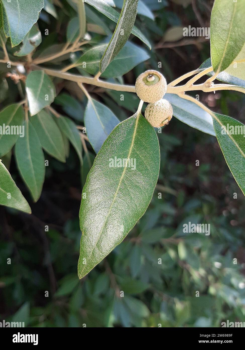 Quercus ilex leaf hi-res stock photography and images - Alamy